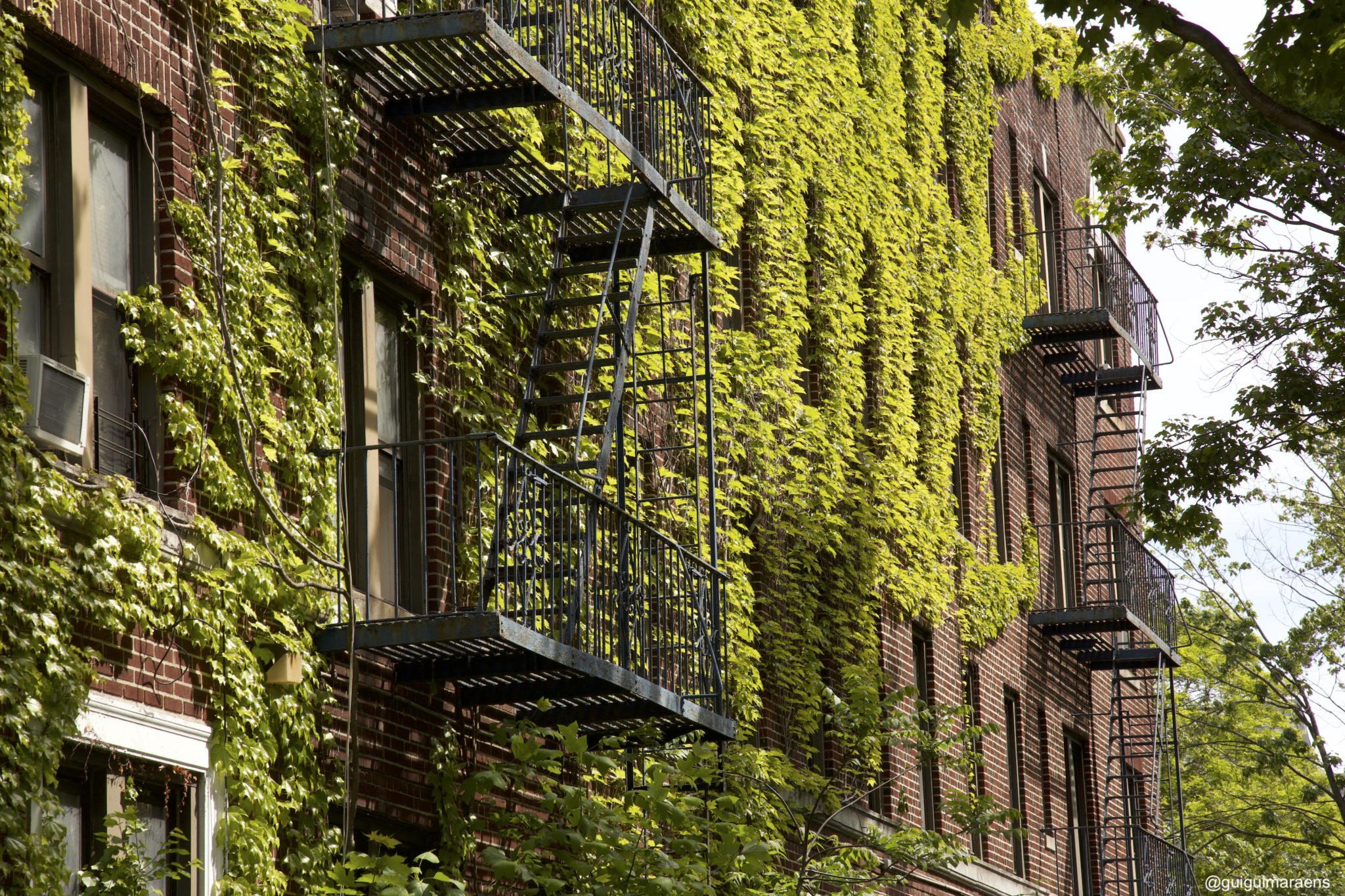 Serving the communities of Flatbush and Midwood since 1978 | Brooklyn Community Board 14